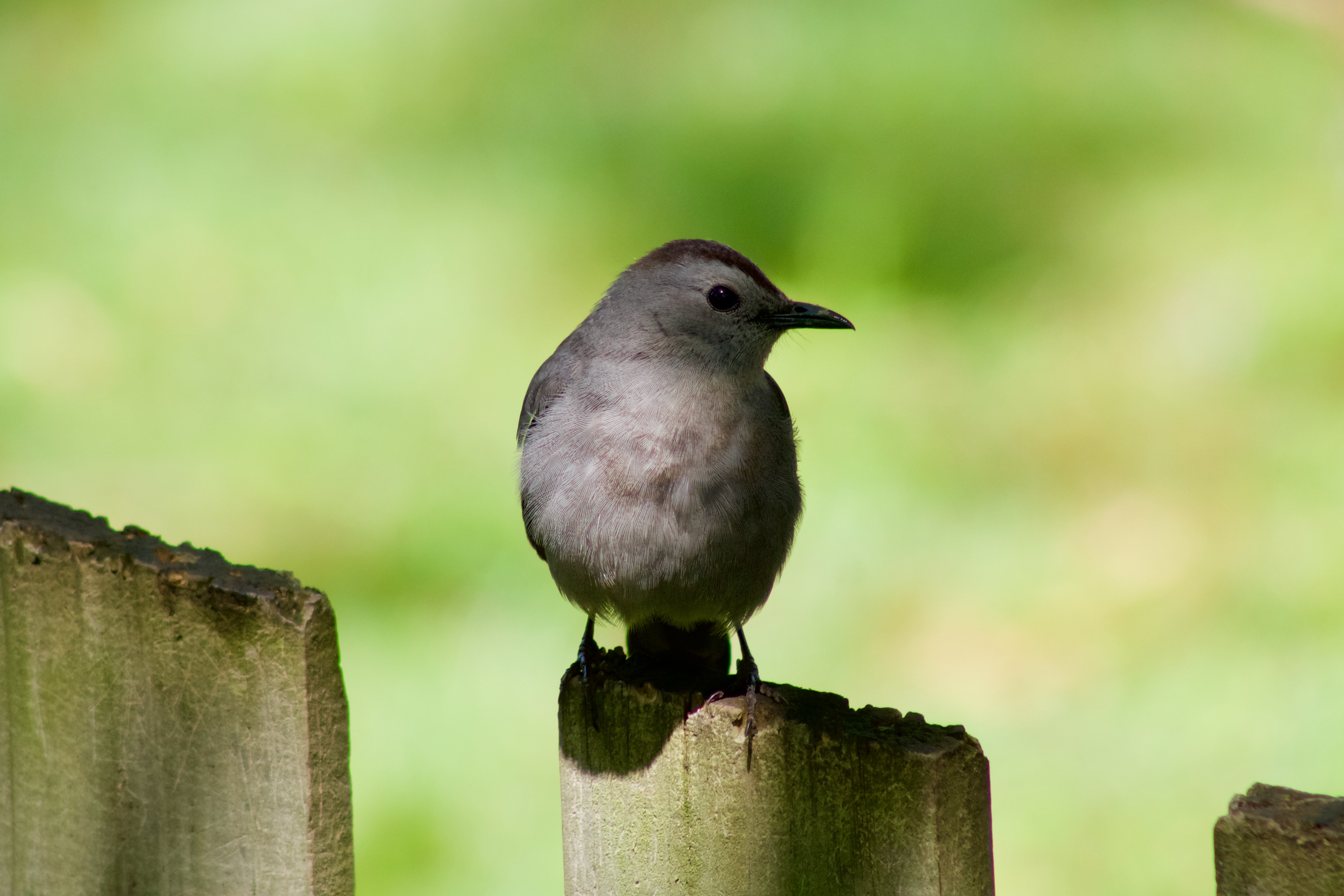 Gray catbird | Chris Coleman